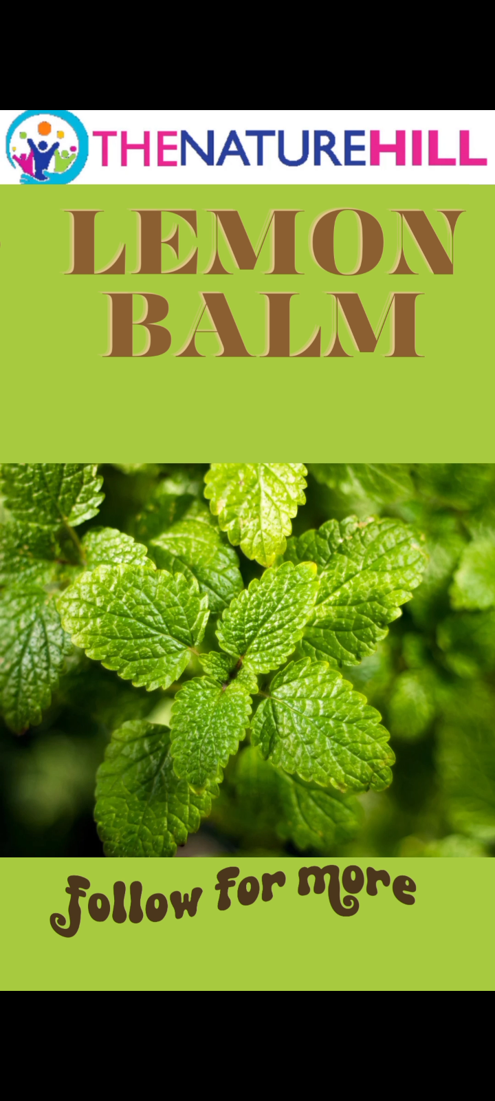 Lemon Balm Benefits (With Video) - The Nature Hill (thenaturehill ...