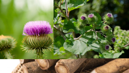 The Ultimate Guide to Burdock Plant: Benefits, Uses, and Proven ...